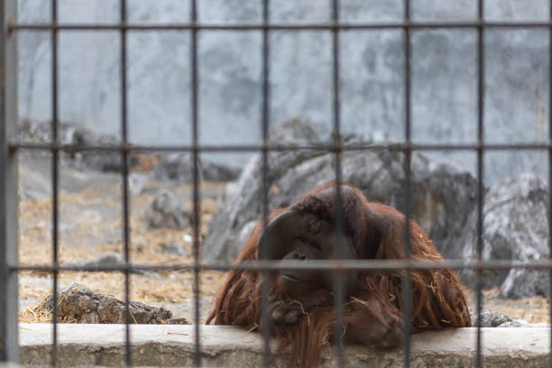 Free picture: monkey, cage, fence, jail, portrait, zoo, orangutan