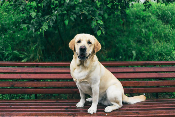 Free Stock Photo of Labrador dog sitting on bench | Download Free ...