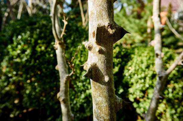 Free picture: detail, sharp, tree, branch, nature, leaf, outdoors ...