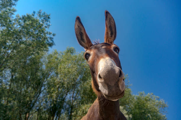22 000+ Mules Photos, taleaux et images libre de droits - iStock 22 000+ Mules Photos, taleaux et images libre de droits - iStock
