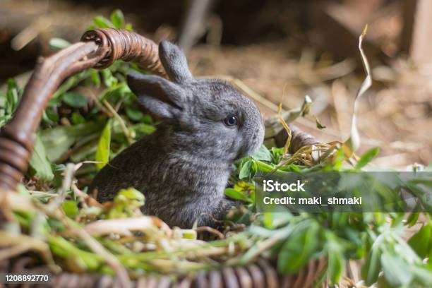 Kelinci Abuabu Lucu Dalam Keranjang Sumbu Dengan Rumput Foto Stok ... Kelinci Abuabu Lucu Dalam Keranjang Sumbu Dengan Rumput Foto Stok ...