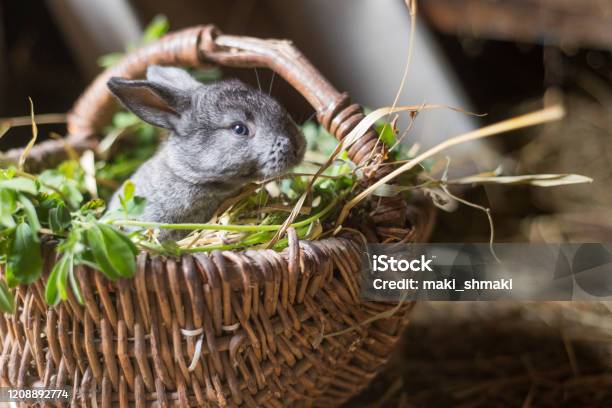Kelinci Abuabu Lucu Dalam Keranjang Sumbu Dengan Rumput Foto Stok ... Kelinci Abuabu Lucu Dalam Keranjang Sumbu Dengan Rumput Foto Stok ...