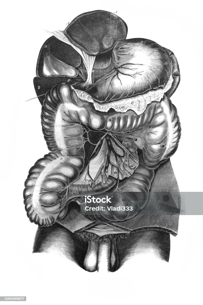 Organes Internes Dans Le Vieux Livre The Anatomical Images Par N