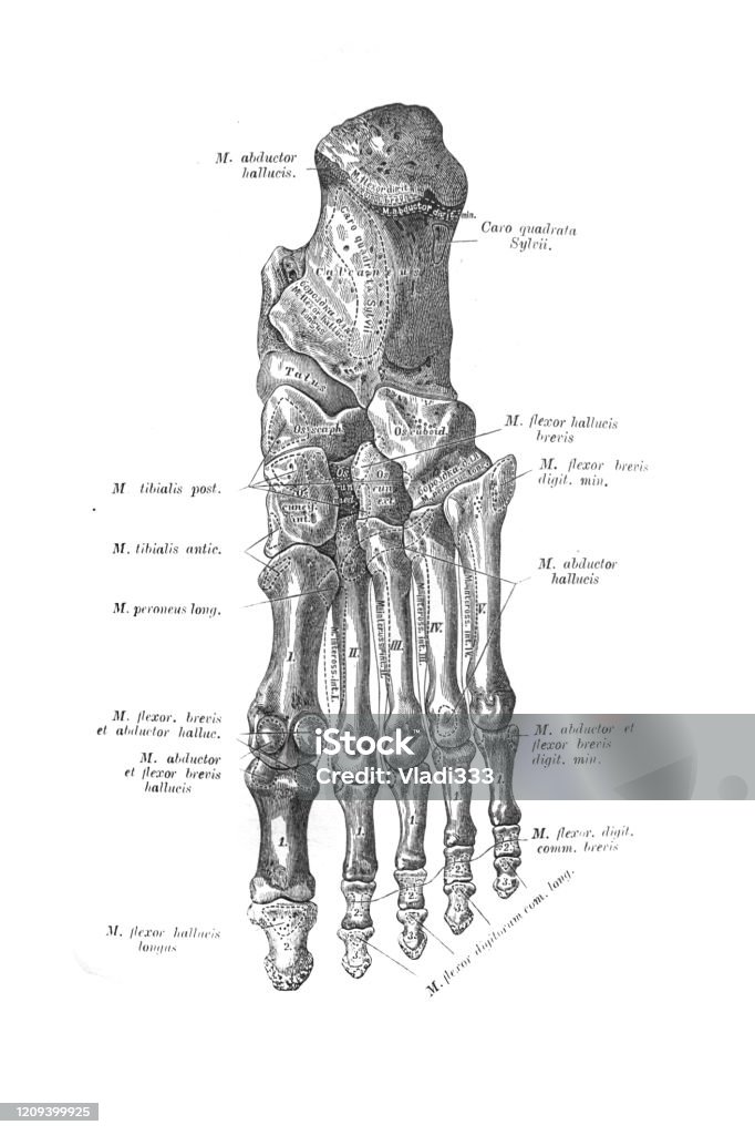 Ilustración De Huesos Del Pie Derecho Del Lado Plantar En El Antiguo Libro La Anatomía De Un