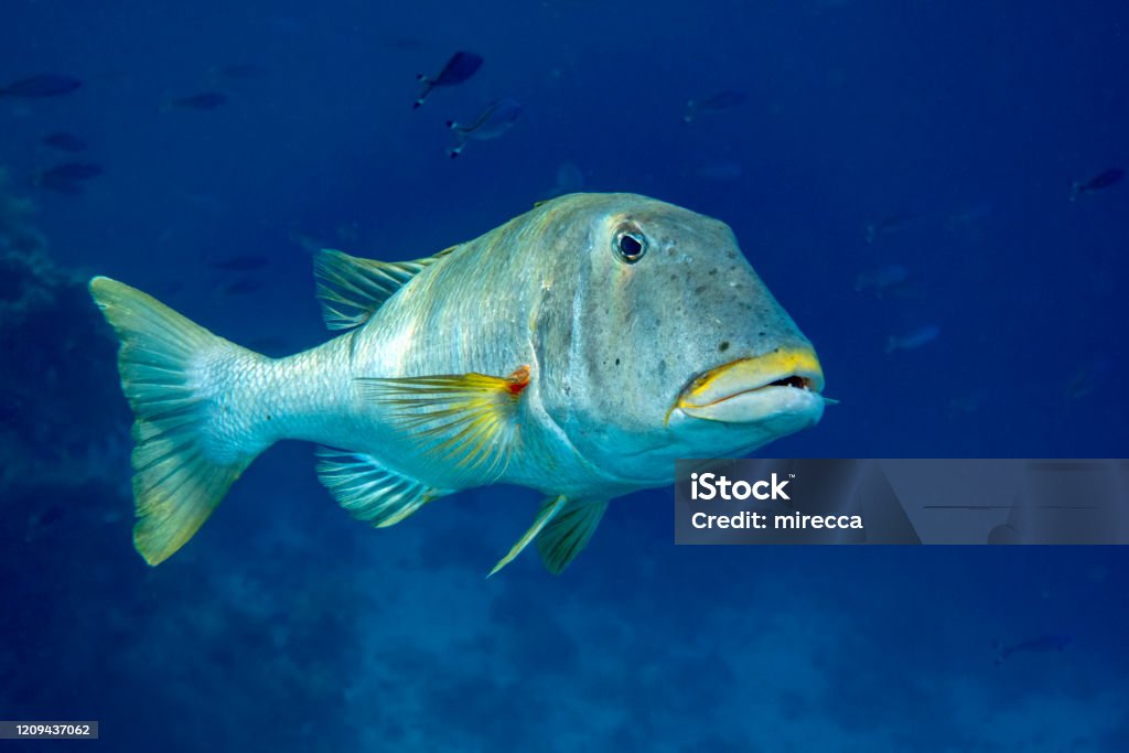 Ikan Karang Dan Terumbu Karang Besar Tropis Yang Indah Laut Merah Mesir Foto Stok Unduh Gambar