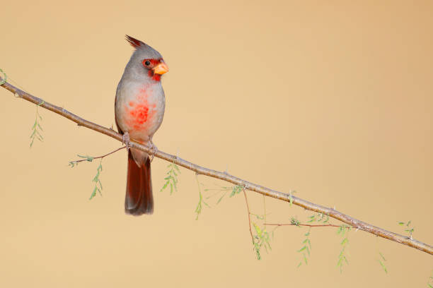 Free picture: pyrrhuloxia, desert, cardinal, bird, cardinalis sinuatus
