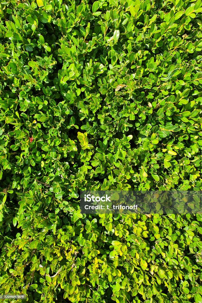 Pequeñas Hojas Verdes Textura De Fondo Con Hermoso Patrón Ambiente