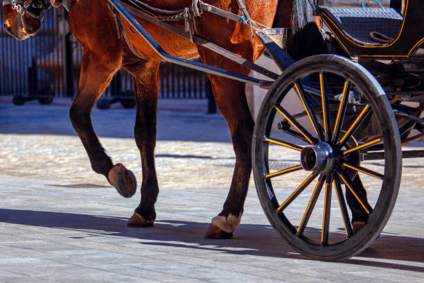 Chariot Pictures | Download Free Images on Unsplash
