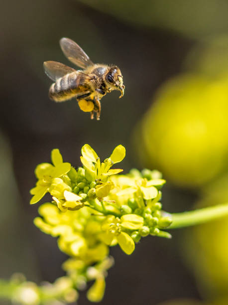 Free Stock Photo of Bees landing on flower | Download Free Images and ...