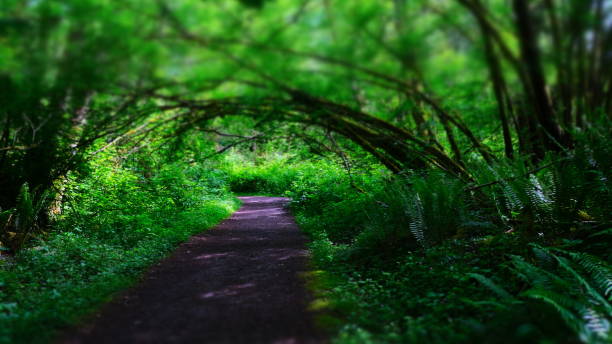 Free Stock Photo of Secluded path through lush greenery | Download Free ...