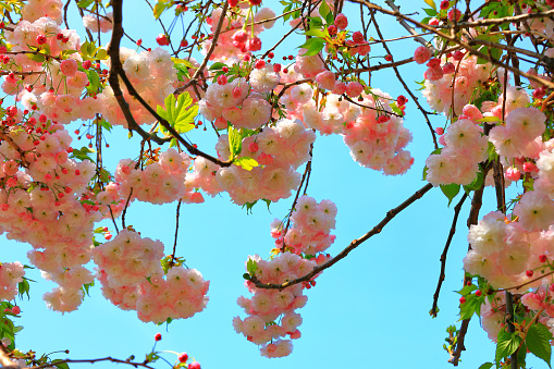 Bunga Sakura Ganda Bunga Sakura Bunga Sakura Bunga Indah Kelopak Bunga Kecerdikan Bunga Foto