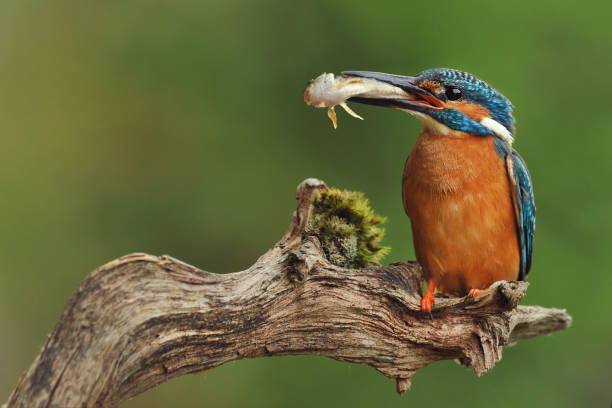 Free Stock Photo of A bird on a branch with a fish in its beak ...
