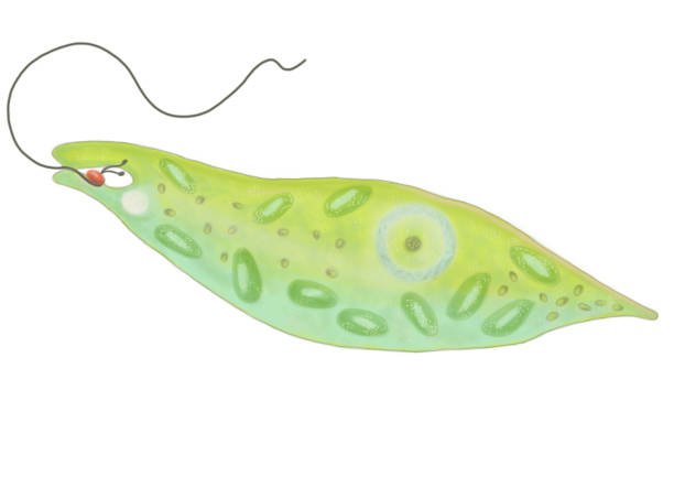 70 Grafiken Lizenzfreie Vektorgrafiken Und Clipart Zu Euglena