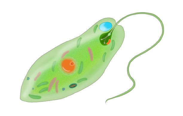70 Grafiken Lizenzfreie Vektorgrafiken Und Clipart Zu Euglena