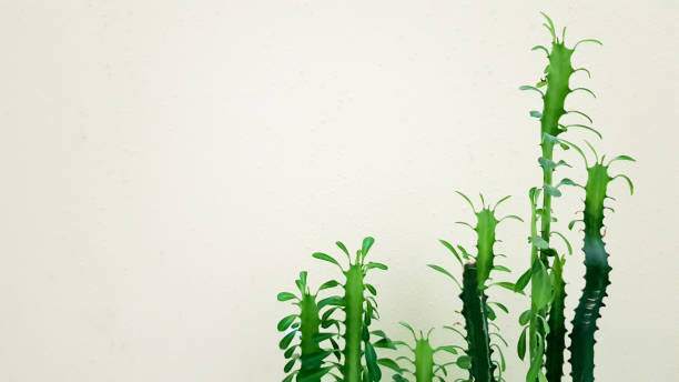 Free picture: barbed, cactus, big, thorns
