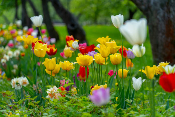 Best May Pictures [HD] | Download Free Images on Unsplash