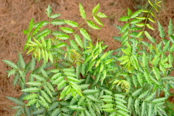 30k+ Neem Tree Pictures | Download Free Images on Unsplash