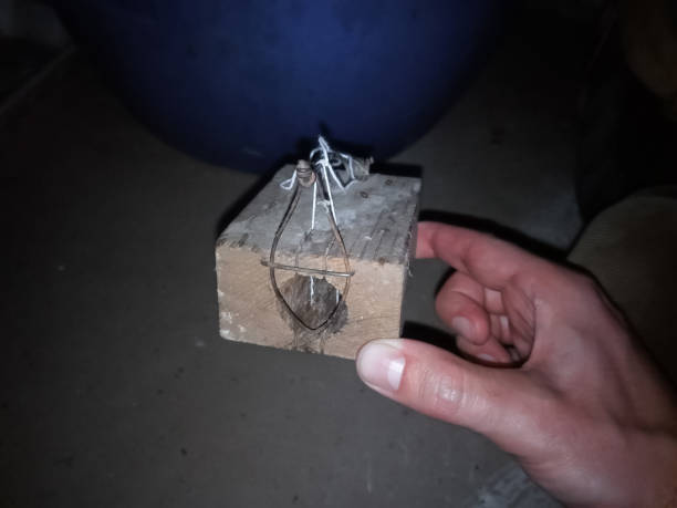 120+ Mouse Caught And Killed In A Mouse Trap Close Up Stock Photos ... 120+ Mouse Caught And Killed In A Mouse Trap Close Up Stock Photos ...