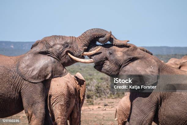 Dua Gajah Afrika Dengan Batang Terjalin Foto Stok - Unduh Gambar ... Dua Gajah Afrika Dengan Batang Terjalin Foto Stok - Unduh Gambar ...