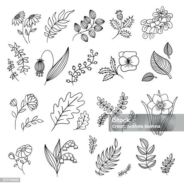 Seperangkat Bunga Dan Daun Sketsa Doodle Koleksi Bunga Seni Garis Yang