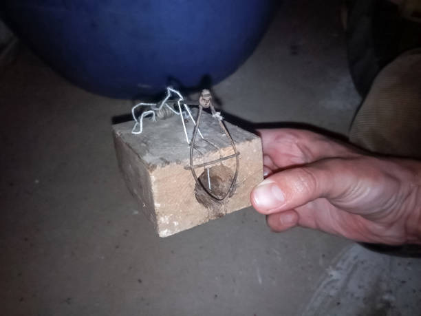 120+ Mouse Caught And Killed In A Mouse Trap Close Up Stock Photos ... 120+ Mouse Caught And Killed In A Mouse Trap Close Up Stock Photos ...