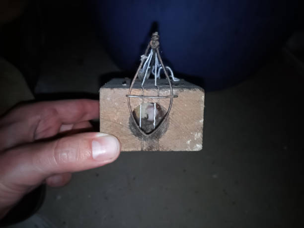 120+ Mouse Caught And Killed In A Mouse Trap Close Up Stock Photos ... 120+ Mouse Caught And Killed In A Mouse Trap Close Up Stock Photos ...