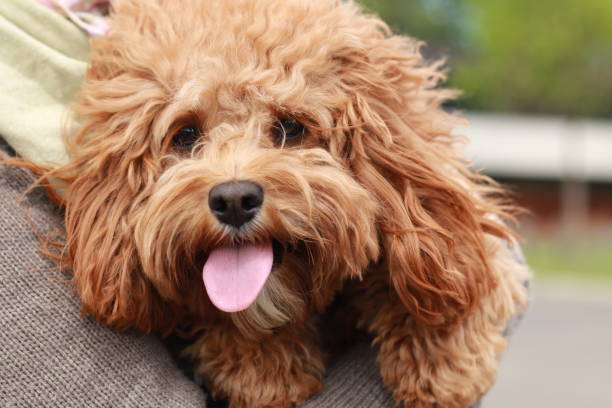 990 Cavapoo Immagine Foto Stock Immagini E Fotografie Royalty Free