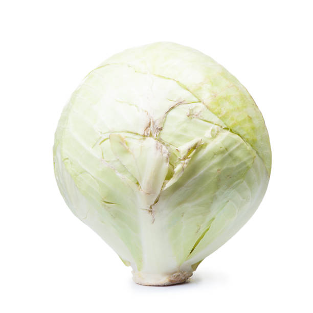 170+ Rotten Cabbage Close Up Stock Photos, Pictures & Royalty-Free ... 170+ Rotten Cabbage Close Up Stock Photos, Pictures & Royalty-Free ...