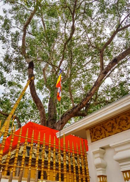 Bodhi Tree Pictures | Download Free Images on Unsplash