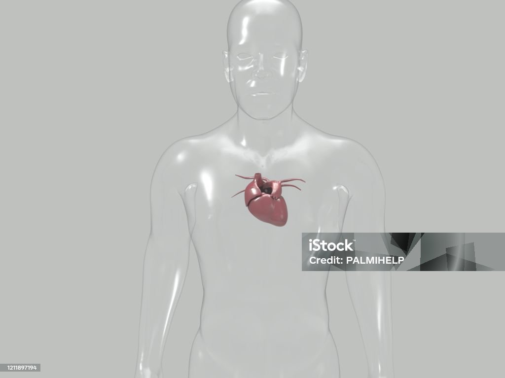 3d Illustration Concept Of Human Circulatory System Heart Anatomy Stock