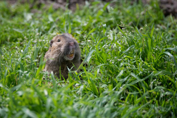 Gopher Pictures | Download Free Images on Unsplash