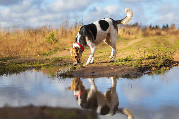 Can Dogs Get Sick From Drinking Puddles Can Dogs Get Sick From Drinking Puddles