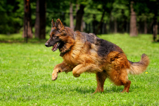 220+ Pitchers Of Dogs Stock Photos, Pictures & Royalty-Free Images - iStock 220+ Pitchers Of Dogs Stock Photos, Pictures & Royalty-Free Images - iStock