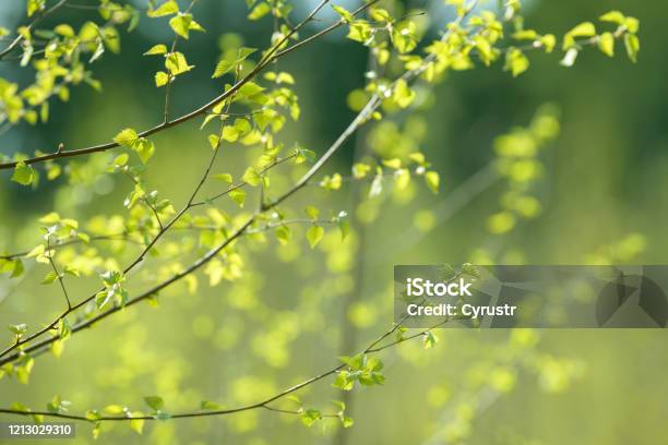 Hoja De Árbol Joven Y Brote Nuevo Follaje De Primavera Que Aparece En ... Hoja De Árbol Joven Y Brote Nuevo Follaje De Primavera Que Aparece En ...