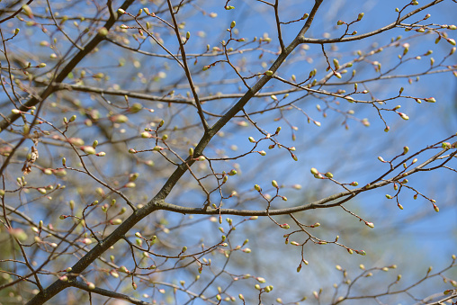 Hoja De Árbol Joven Y Brote Nuevo Follaje De Primavera Que Aparece En ... Hoja De Árbol Joven Y Brote Nuevo Follaje De Primavera Que Aparece En ...