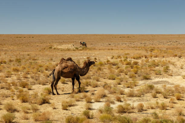 Mer Daral Banque Dimages Et Photos Libres De Droit Istock