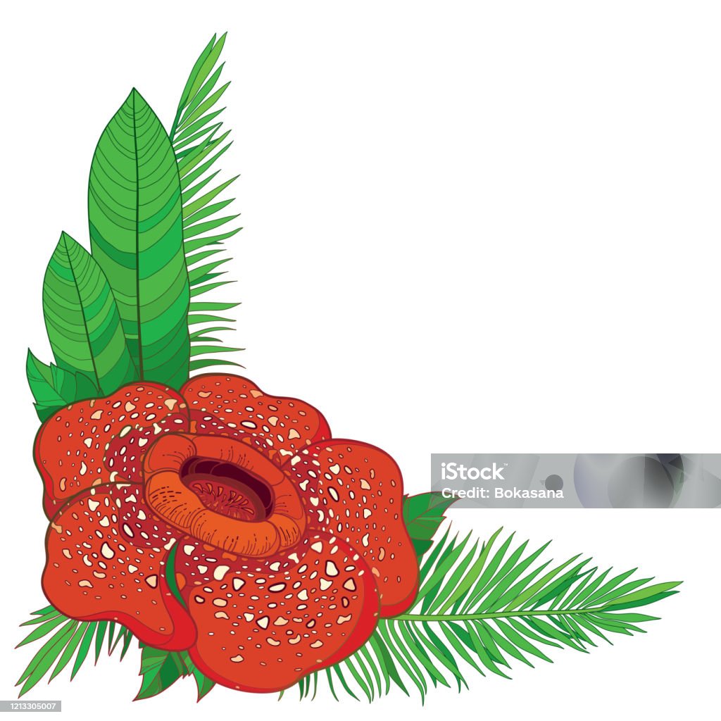 Bouquet Dangle Vectoriel De Contour Rouge Tropical Rafflesia Arnoldii ... Bouquet Dangle Vectoriel De Contour Rouge Tropical Rafflesia Arnoldii ...
