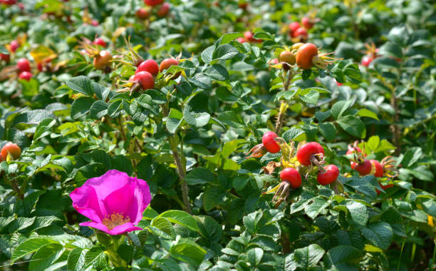 Rose hip flower – free photo on Barnimages