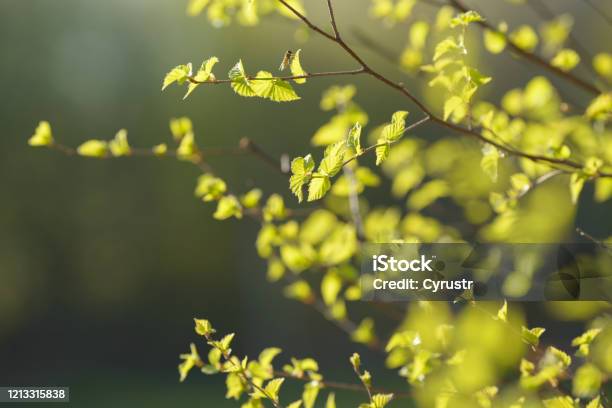 Hoja De Árbol Joven Y Brote Nuevo Follaje De Primavera Que Aparece En ... Hoja De Árbol Joven Y Brote Nuevo Follaje De Primavera Que Aparece En ...