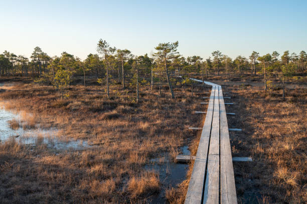 Free picture: swamp, landscape, leaf, tree, wood, wetland, land, nature