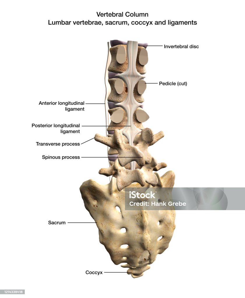 Ligaments Of The Human Spine Lumbar Vertebral Column And Sacrum Labeled
