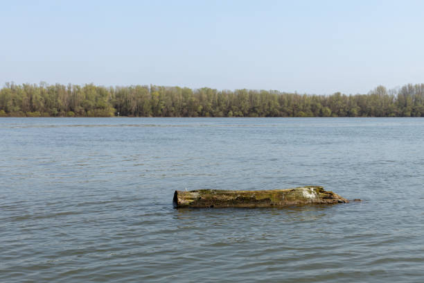 Free Stock Photo of Large Log Floating in Middle of Lake | Download ...