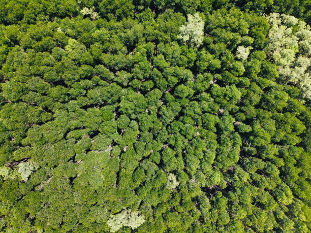 Free Stock Photo of Dense evergreen forest, top view, lush green canopy ...