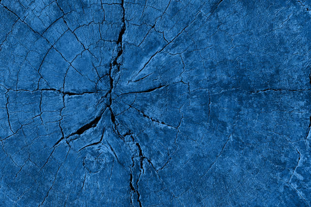 Dead tree from above | Free Stock Image - Barnimages
