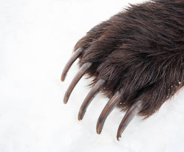 Bear Paw Pictures | Download Free Images on Unsplash