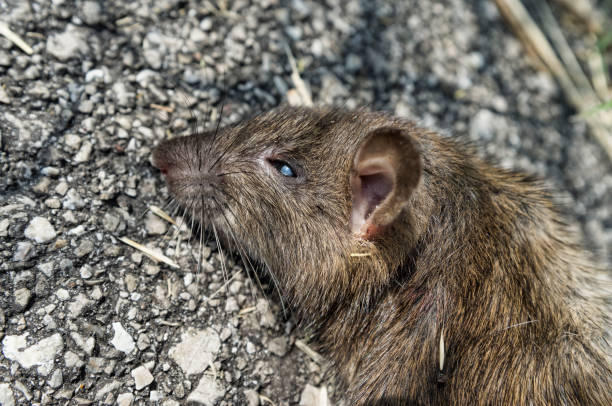 120+ Mouse Caught And Killed In A Mouse Trap Close Up Stock Photos ... 120+ Mouse Caught And Killed In A Mouse Trap Close Up Stock Photos ...