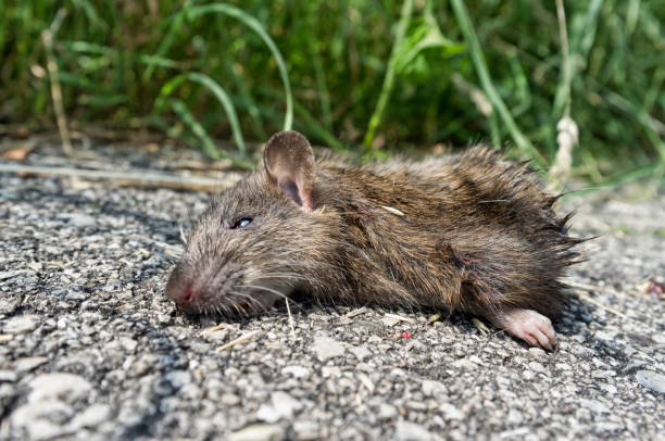 120+ Mouse Caught And Killed In A Mouse Trap Close Up Stock Photos ... 120+ Mouse Caught And Killed In A Mouse Trap Close Up Stock Photos ...