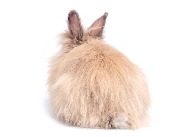Free picture: teddy bear toy, bunny, toy, cute, animal, easter, nature ...