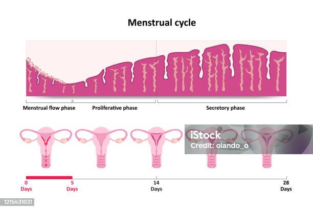 Diagram Siklus Menstruasi Ilustrasi Stok - Unduh Gambar Sekarang ... Diagram Siklus Menstruasi Ilustrasi Stok - Unduh Gambar Sekarang ...