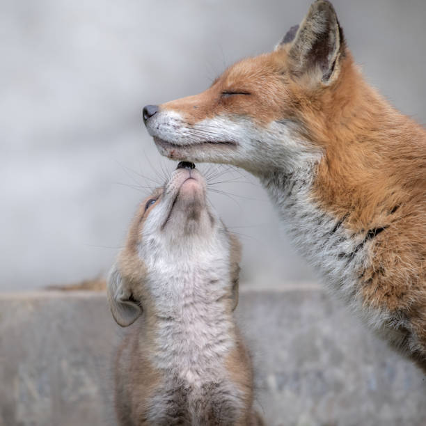 Fox Cub Pictures | Download Free Images on Unsplash